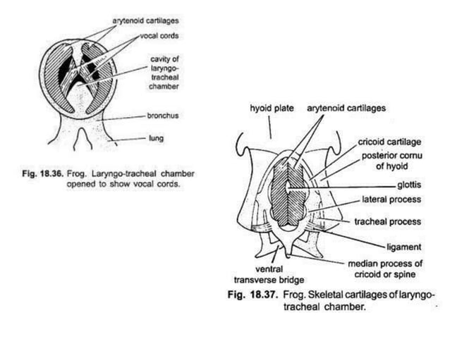 Fish respiratory system.pdf | Chemistry | Science