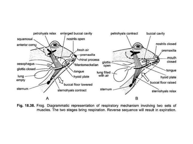 Fish respiratory system.pdf | Chemistry | Science