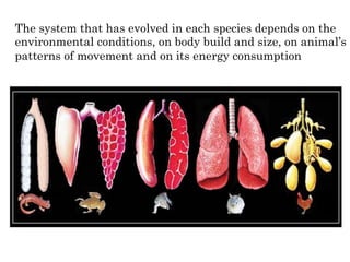 Fish respiratory system.pdf