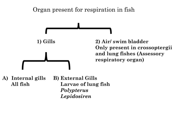 Fish respiratory system.pdf | Chemistry | Science
