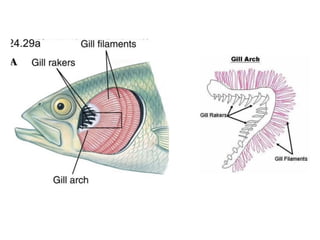 Fish Respiratory System