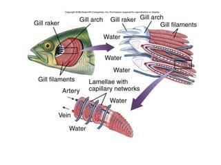 Fish Respiratory System Diagram