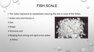 Fish scale ornaments | PPTX