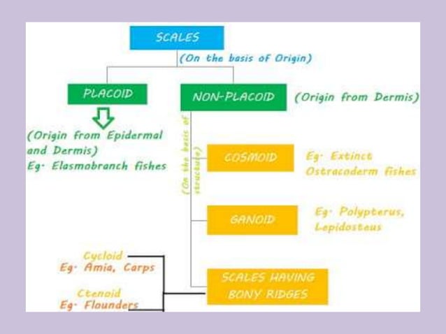 Fish scales | PPTX | Fish and Aquariums | Pets