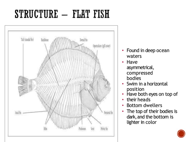 Introduction to Fish and Seafood and parts.pdf