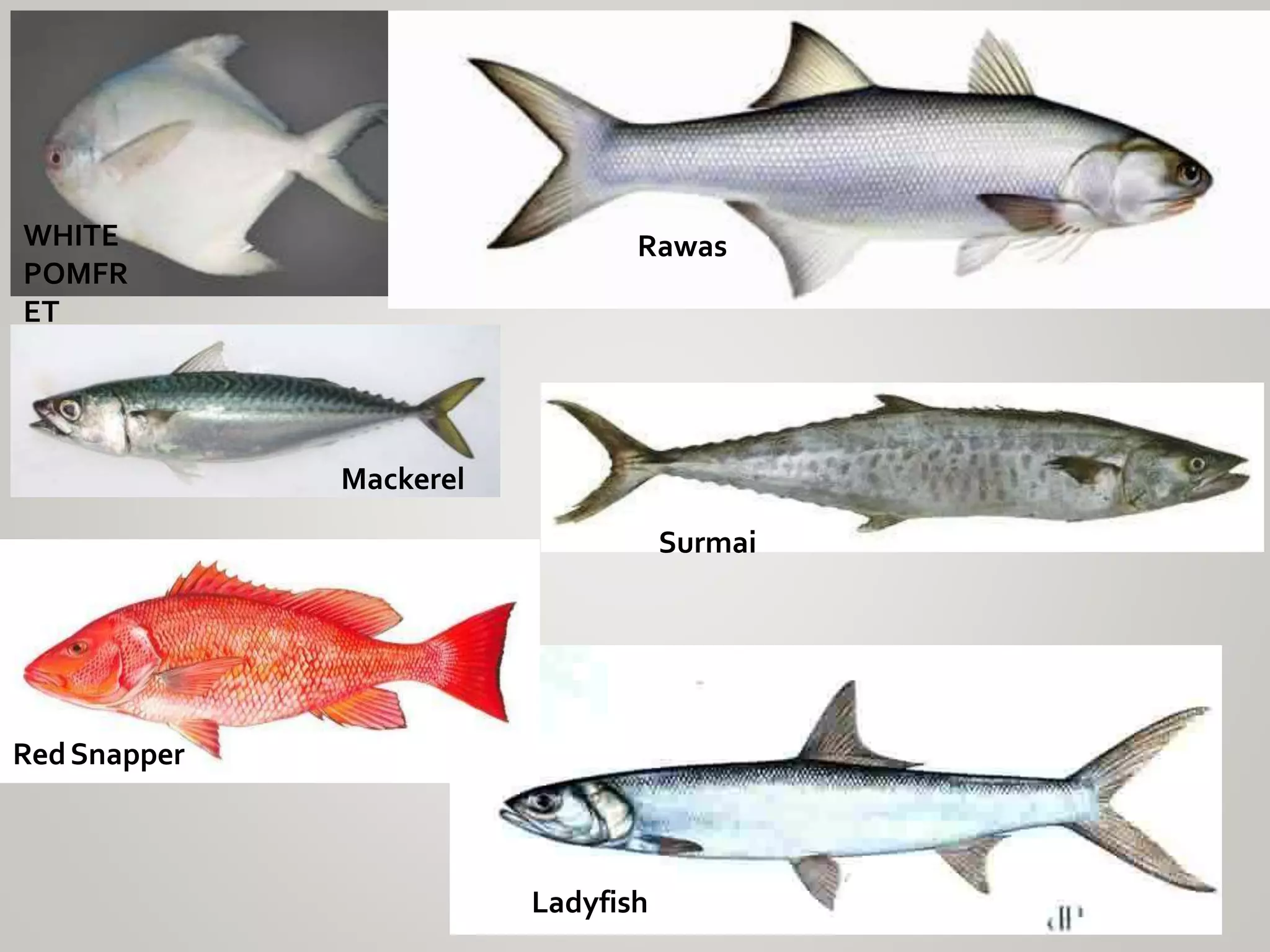 Fish & Seafood PT 1.pdf