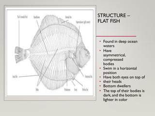 Fish & Seafood PT 1.pdf