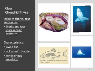 Marine Life & Tourism in California | PPTX