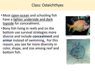 Examples Of Osteichthyes