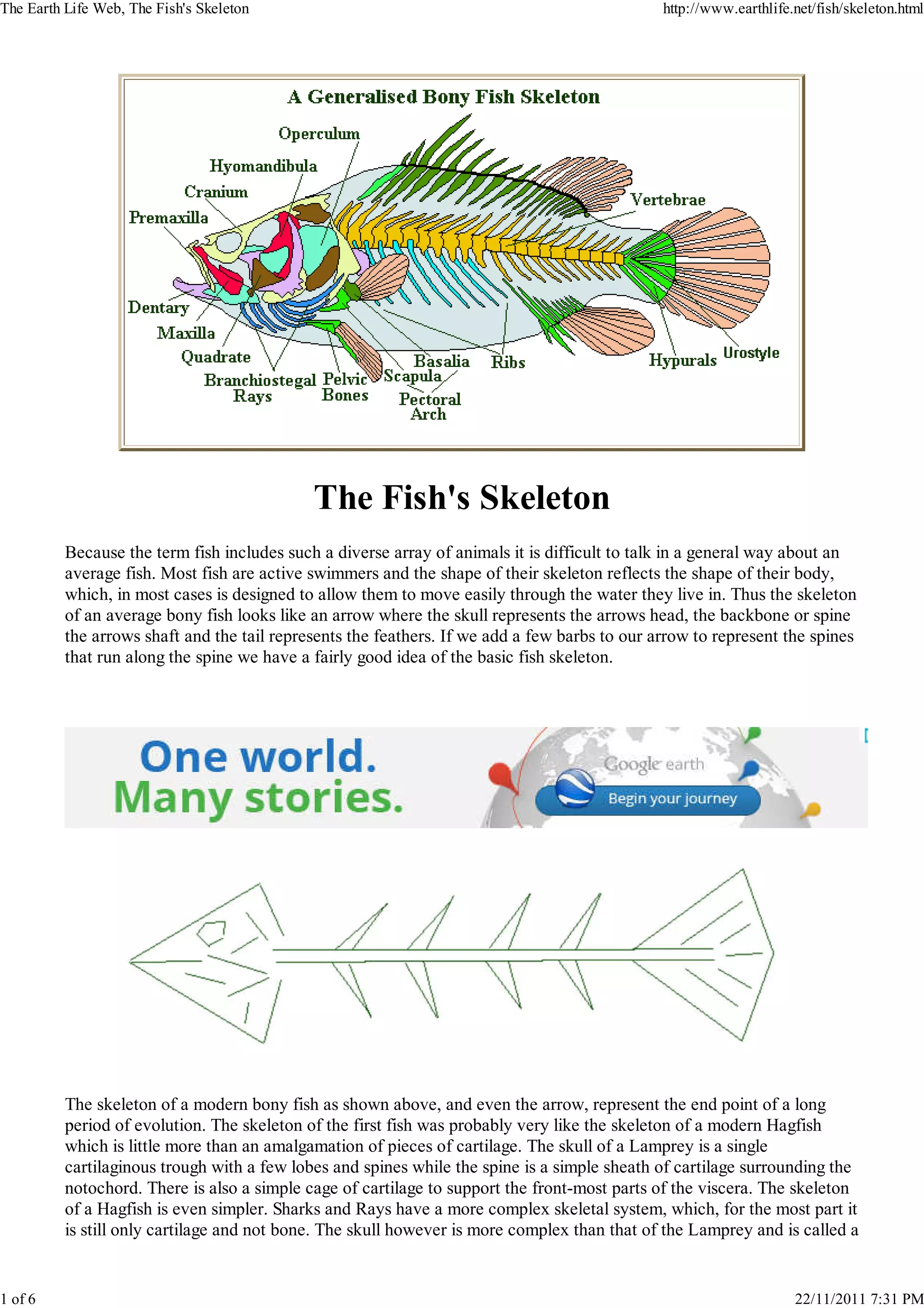 Fish skeleton | PDF