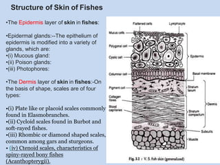 Fish skin | PPT