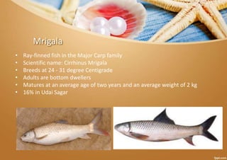 Fish Species in Udai Sagar.pptx | Fish and Aquariums | Pets