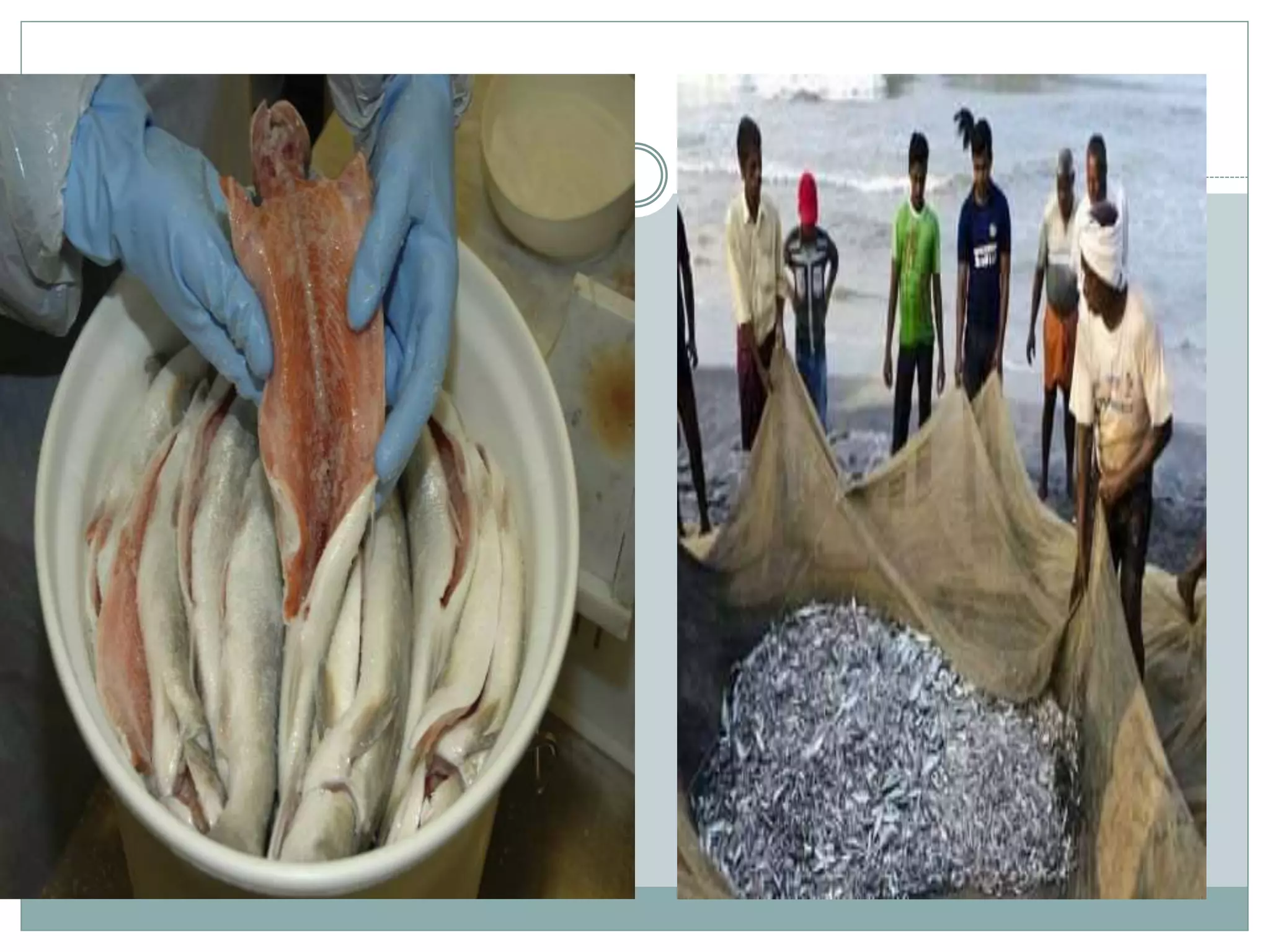 Microbial spoilage of Fish & sea products | PPTX