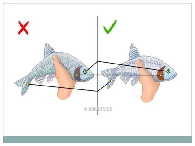 Microbial spoilage of Fish & sea products | PPTX