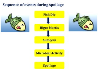 Bacterial spoilage is the most important cause of fish spoilage | PPT