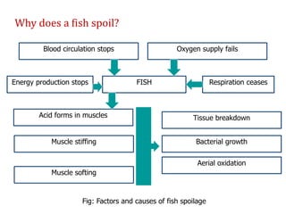 Bacterial spoilage is the most important cause of fish spoilage | PPT
