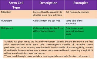 Fish stem cells and their applications by B | PPTX