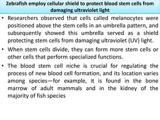 Fish stem cells and their applications by B | PPTX
