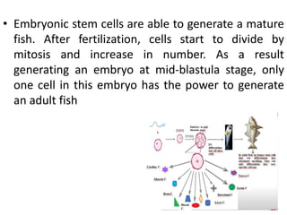 Fish stem cells and their applications by B | PPTX