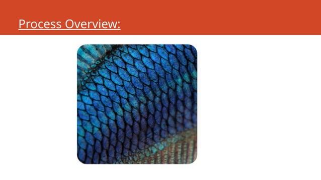 Power point Fish Structure and Function V1.pptx