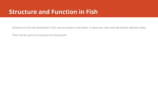 Power point Fish Structure and Function V1.pptx