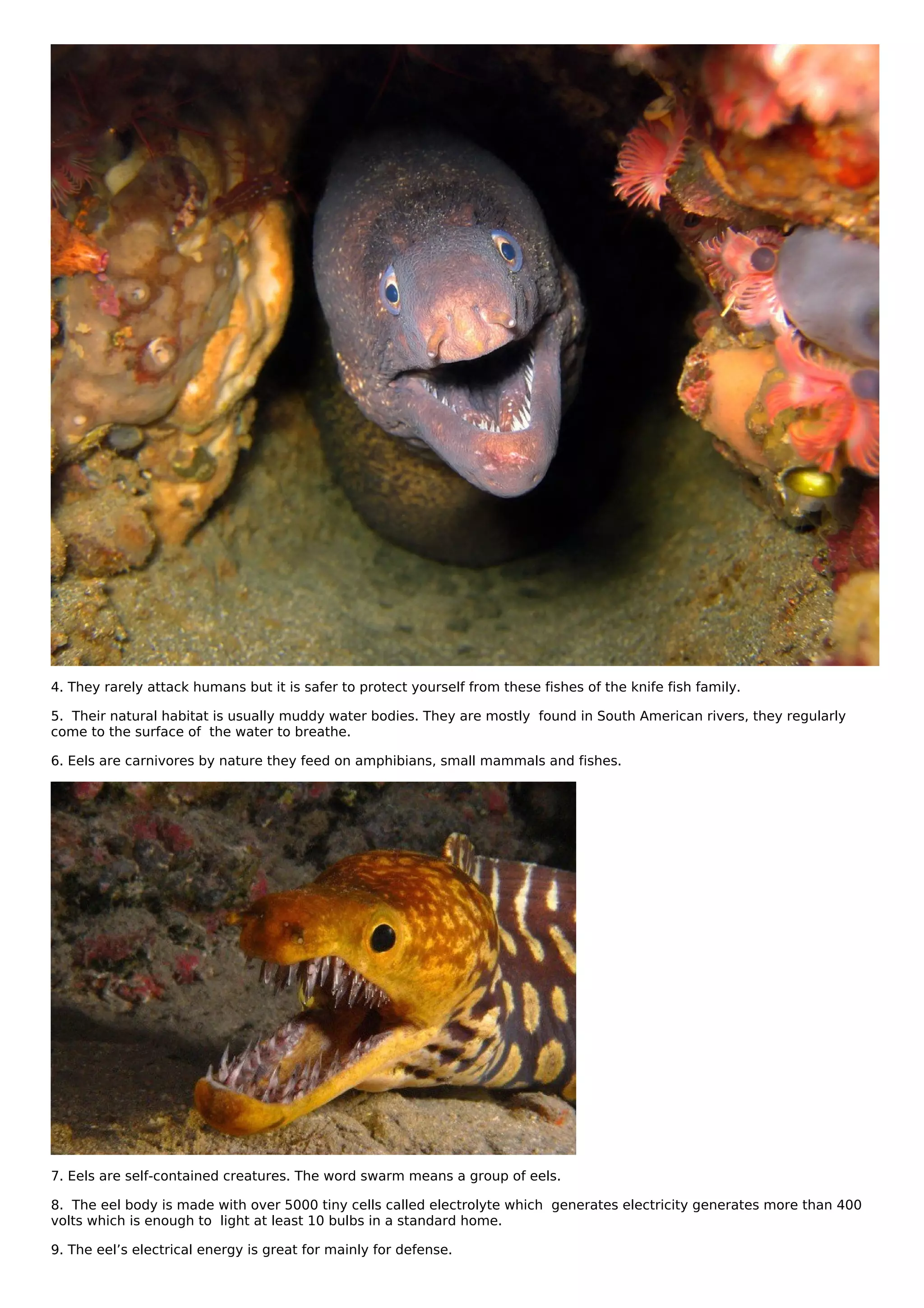 #Fishsurfing 11 amazing facts about the electric eel fish. | PDF