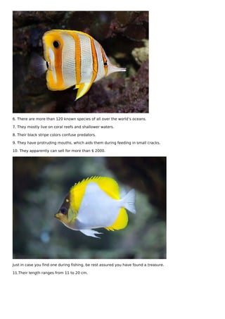 #Fishsurfing butterfly fish lets ,learnthe facts. | PDF