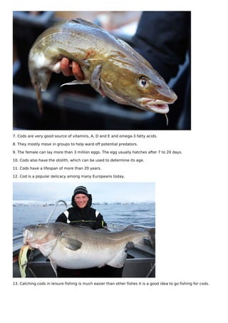 #Fishsurfing cod fish | PDF | Social Networking | Internet