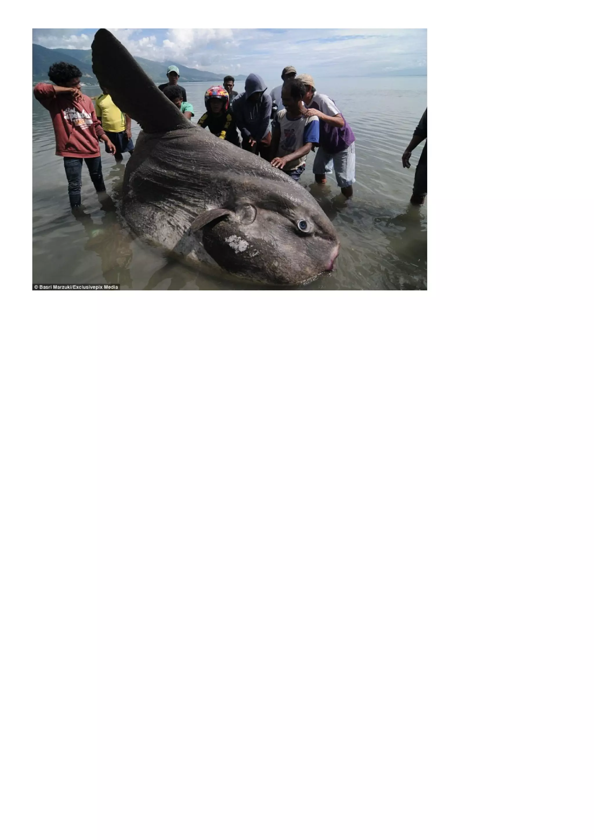 #Fishsurfing ocean sun fish | PDF