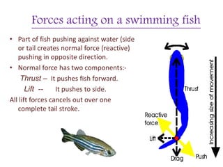 Fish swim | PPTX