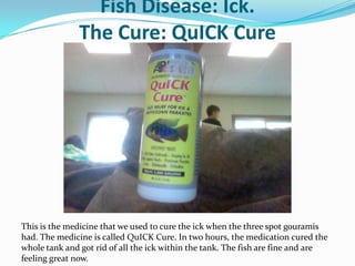 Fish tank power point | PPTX | Fish and Aquariums | Pets