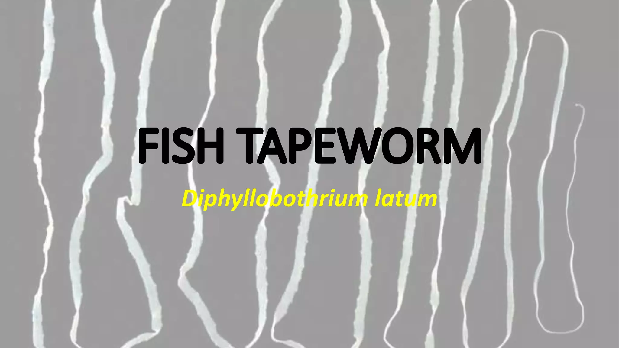 Fish tapeworm | PPT