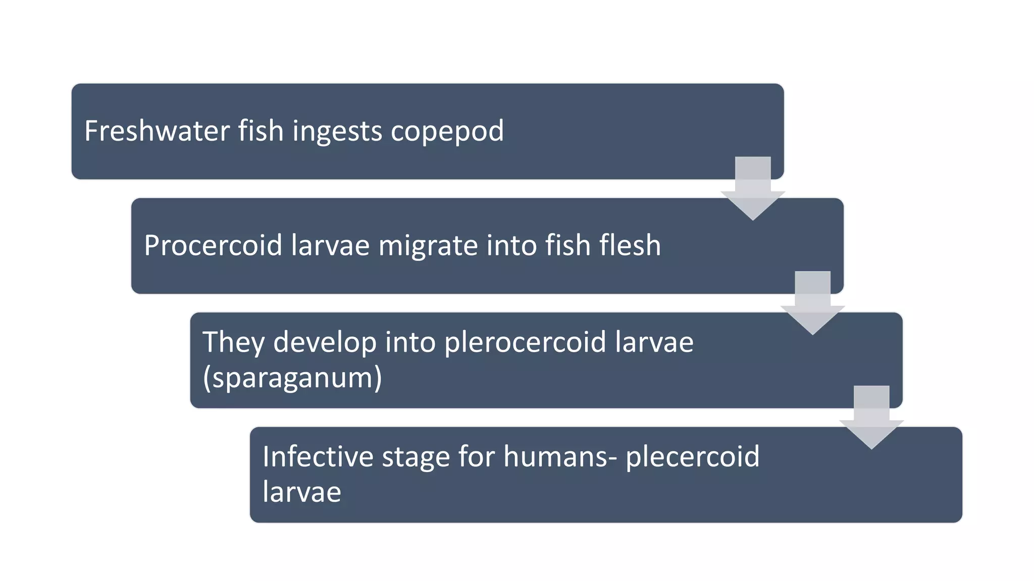 Fish tapeworm | PPTX | Digestive Disorders | Diseases and Conditions