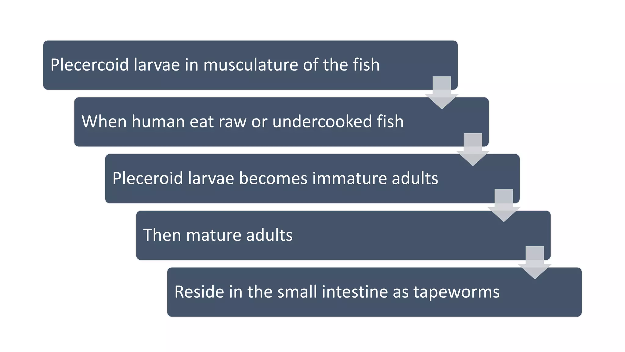 Fish tapeworm | PPTX | Digestive Disorders | Diseases and Conditions