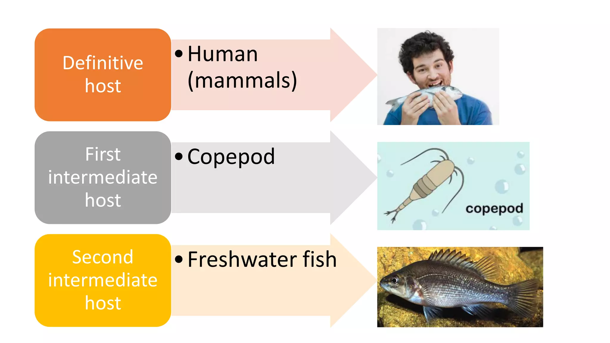 Fish tapeworm | PPTX | Digestive Disorders | Diseases and Conditions