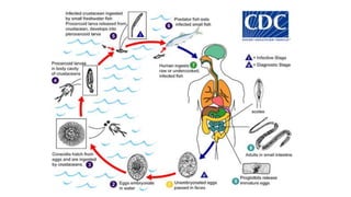 Fish tapeworm | PPTX | Digestive Disorders | Diseases and Conditions