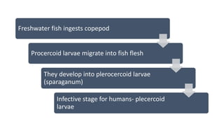 Fish tapeworm | PPTX | Digestive Disorders | Diseases and Conditions