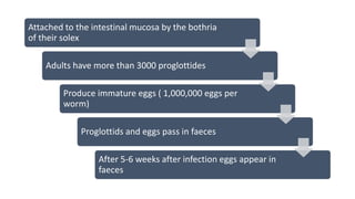 Fish tapeworm | PPTX | Digestive Disorders | Diseases and Conditions