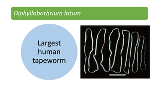 Fish tapeworm | PPTX