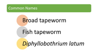 Fish tapeworm | PPTX | Digestive Disorders | Diseases and Conditions