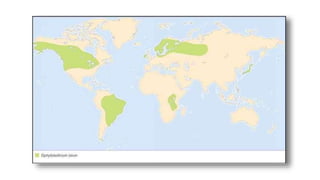 Fish tapeworm | PPTX | Digestive Disorders | Diseases and Conditions