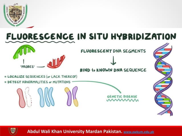 FISH technique.pptx | Genetics | Science