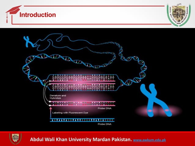 FISH technique.pptx | Genetics | Science