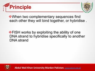 FISH technique.pptx