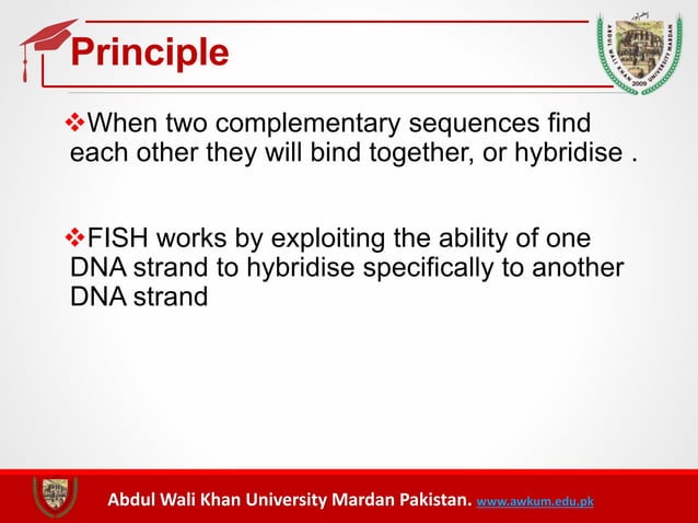FISH technique.pptx | Genetics | Science