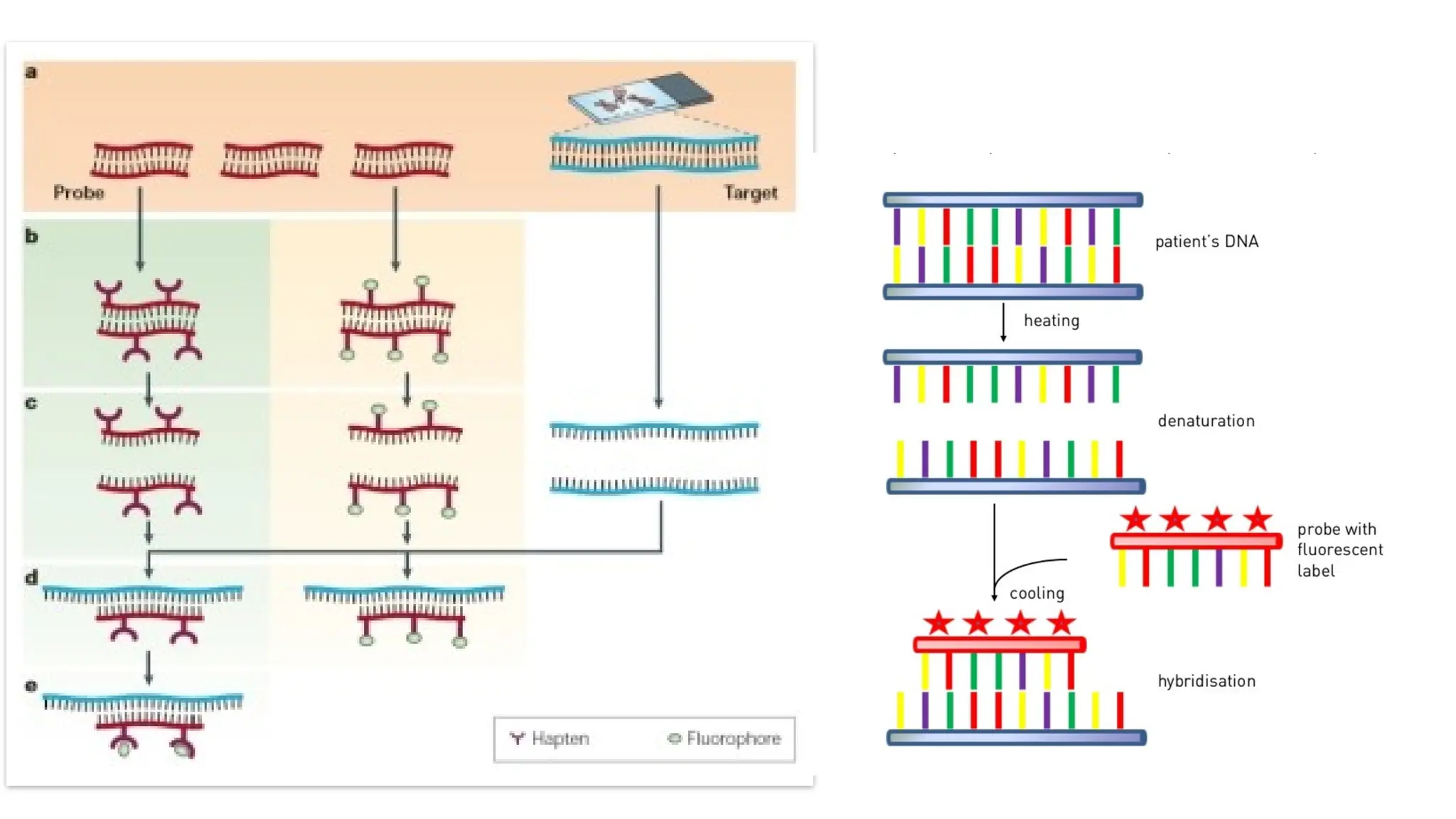 FISH presentation from hngu university (department of life science) | PPTX