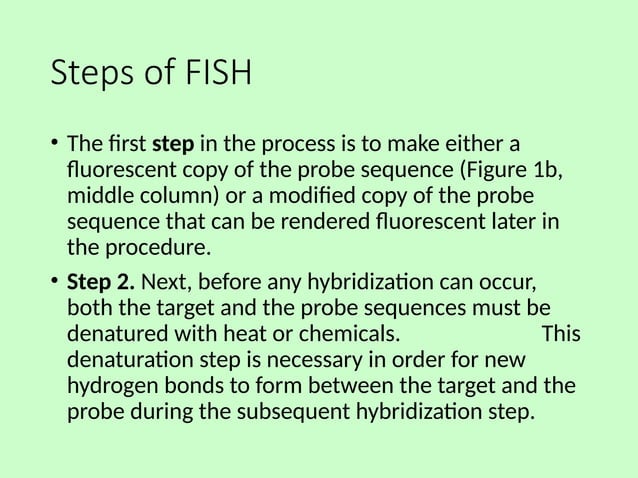 FISH Technique-WPS Officeeeeeeeeeeeeeeeee | PPT