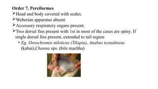 Taxanomy of major cultivated and Indigenous fish of Nepal | PPTX