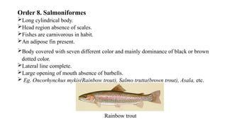 Taxanomy of major cultivated and Indigenous fish of Nepal | PPTX