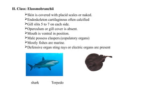 Taxanomy of major cultivated and Indigenous fish of Nepal | PPTX